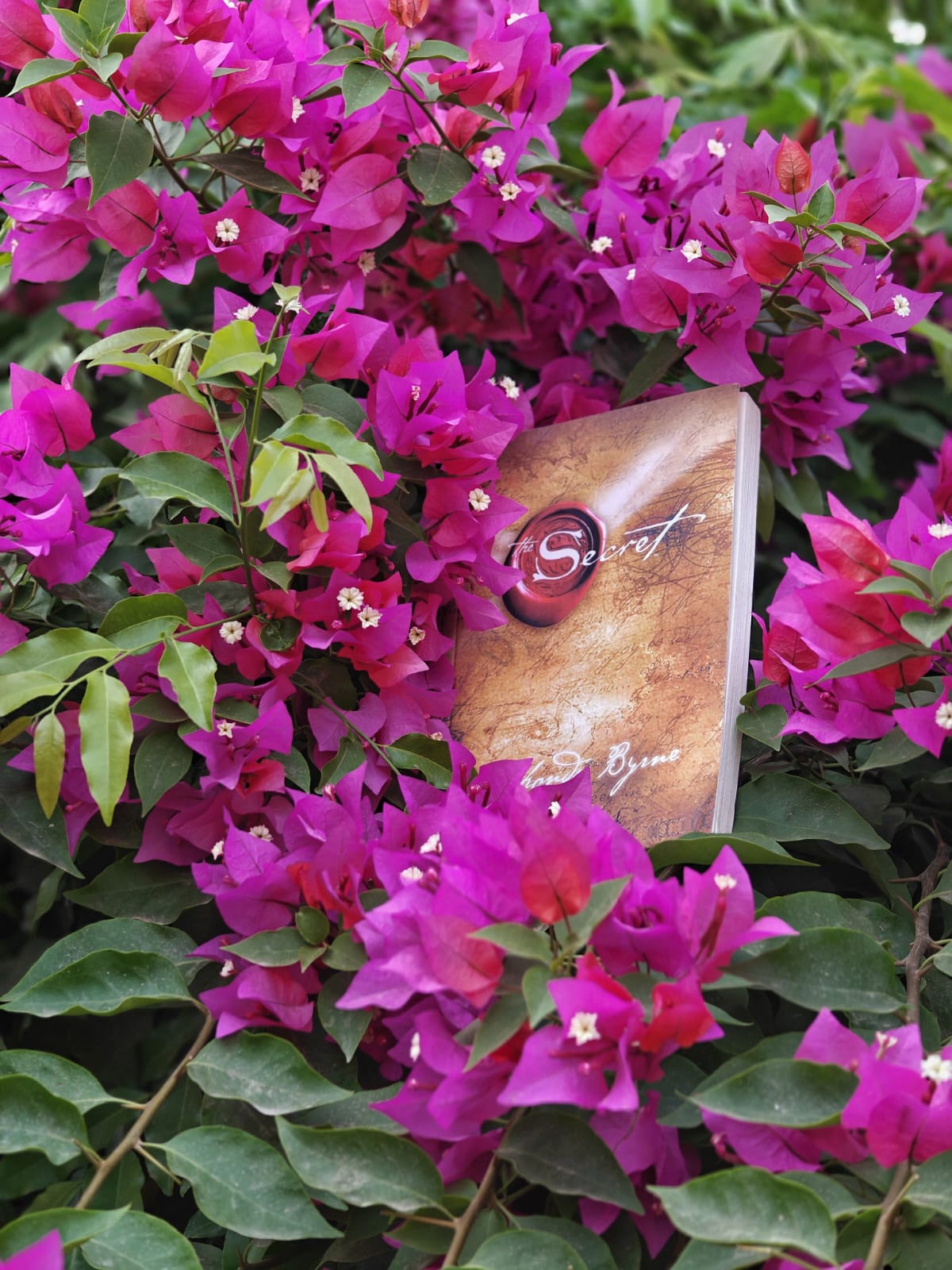 Book Recommendation #6: The Secret by Rhonda Byrne